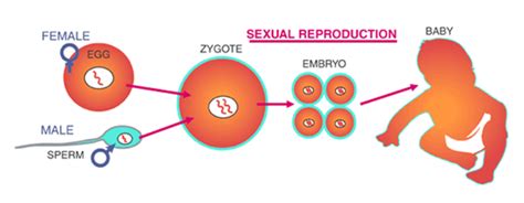 Reproduction Diagram Quizlet