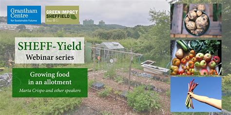 Free Webinar Event On Growing On An Allotment Rotherham Allotment Alliance