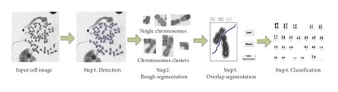 General Steps Of Former Automatic Chromosome Karyotyping Method 1 Download Scientific