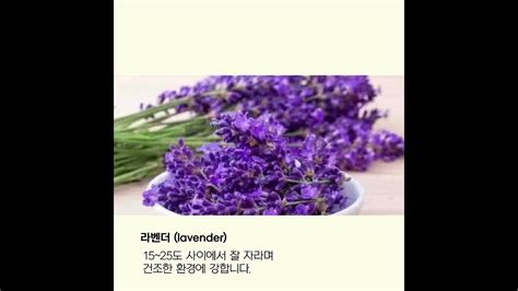 물 자주 안줘도 되는 식물 3가지 Youtube