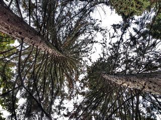 gigants (cc) | creative commons by marfis75 Twitter: @marfis… | Flickr