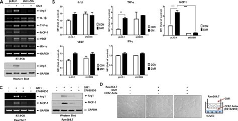 Gm1 Enhances Huvec Tube Formation Via Secretion Of Mcp 1 From Raw264 7