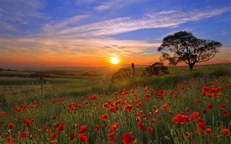 дерево поля маки небо Оформление Windows 7 8 10 темы гаджеты шрифты обои курсоры