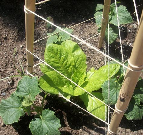 Frugal Gardening How To Construct A Tee Pee Trellis For About 5 The