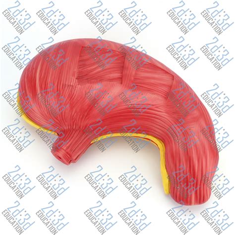 Модель будови шлунка людини Обладнання для освіти