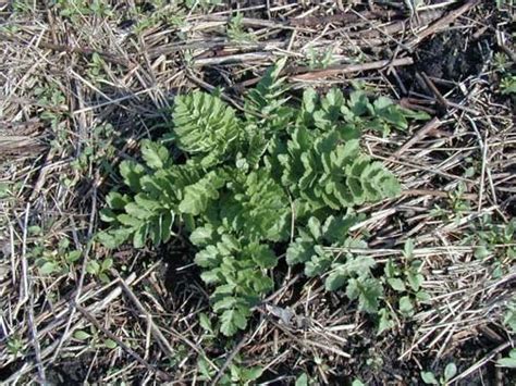 Wild Parsnip On The Increase In Iowa Northwest Iowa Outdoors Wild Parsnip On The Increase In Iowa Northwest Iowa Outdoors
