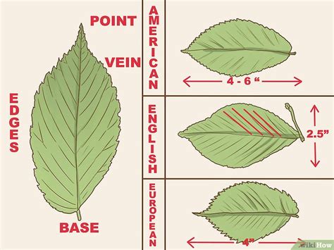How To Identify Elm Trees