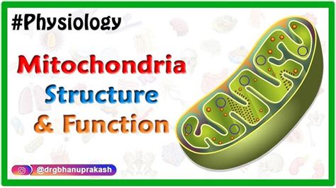 Mitochondrial Structure And Function Ppt