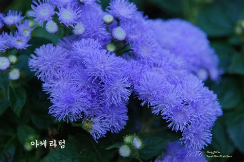 파란색꽃의 종류와 이름 48종 네이버 블로그