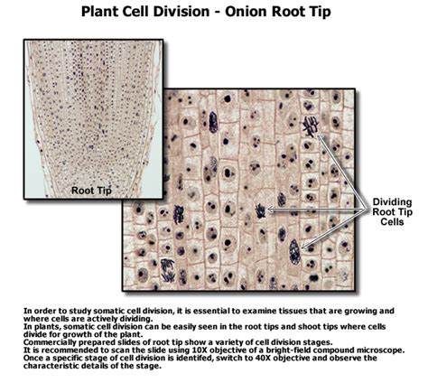 General Biology 1 BIOL 1406