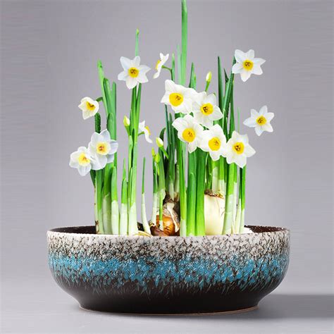 水仙花盆大号陶瓷无孔水培铜钱草一叶莲睡莲碗创意莲特价清仓包邮 虎窝淘