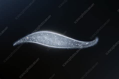 Litonotus Ciliate Light Micrograph Stock Image C060 6966 Science Photo Library