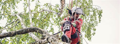 Tree Trimming Services By Arbortech Tree Services