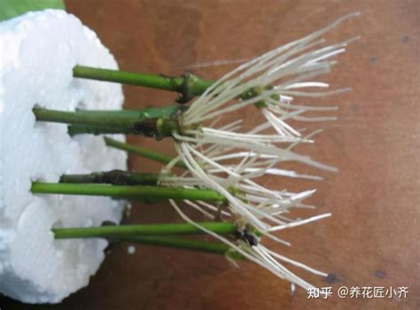 茉莉花的2种扦插方法按步骤操作秋季生根非常快 知乎