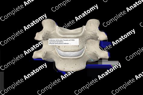 Superficie Articular Inferior Inferior Articular Surface Of Tibia