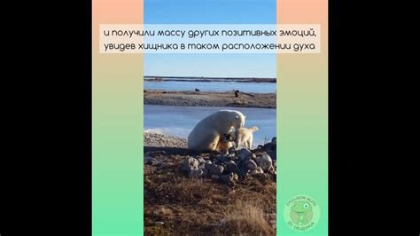 Как белый медведь на береге Гудзонова пролива собаченьку гладил НАШ ГОРОД ОМСК ВКонтакте