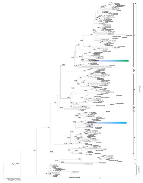 The Phylogenetic Positions Of Two New Species In The Bayesian Consensus Download Scientific