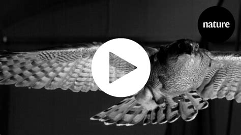 Birds Gliding Through Bubbles Reveal Aerodynamic Trick