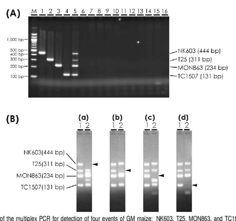 Figure 4 From Development Of A Multiplex Polymerase Chain Reaction Method For Simultaneous