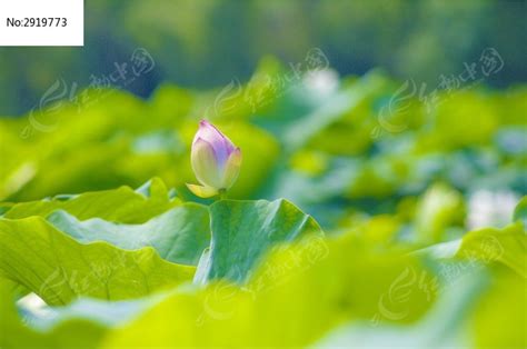 浅景深荷花苞高清图片下载 红动中国