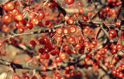 Firebird® Crabapple Wilson Nurseries