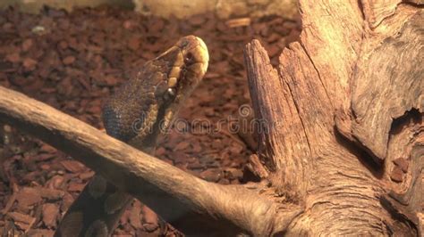 Closeup Of Head Of The Royal Python Or Ball Python Python Regius Stock Footage Video Of Phyton