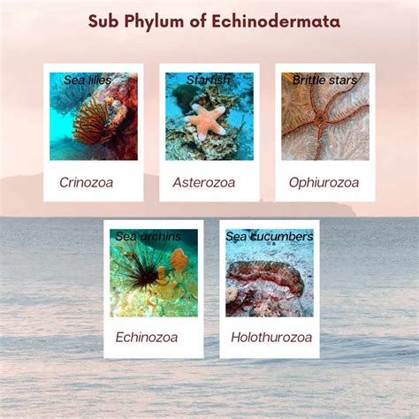 Examples Of Echinodermata
