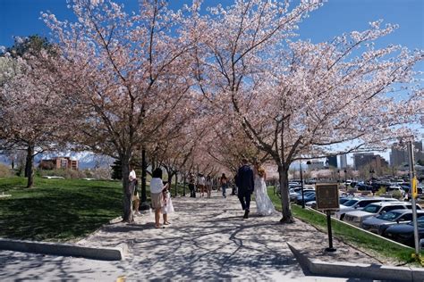 観光ユタ州会議事堂は桜の名所 yuzuchannels blog