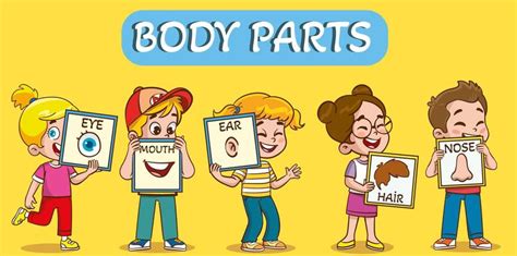Body Parts Outline Vector Art Icons And Graphics For Free Download