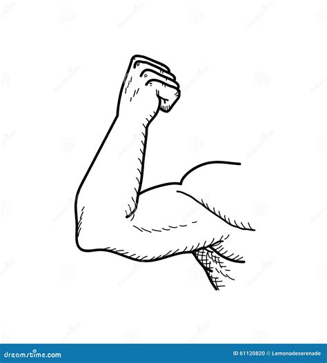 Bicep Stock Vector Illustration Of Fitness Line Exercise