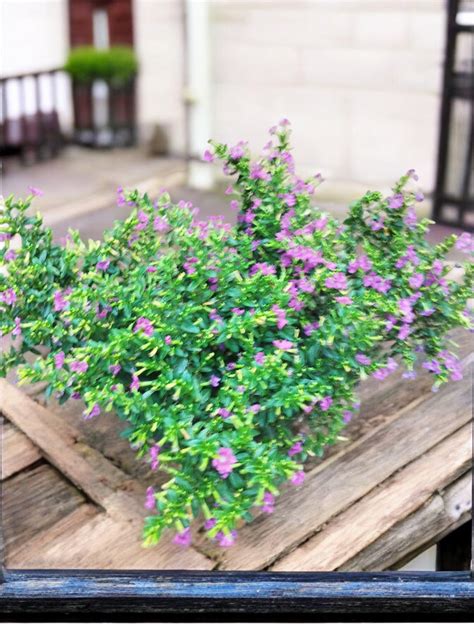 Explore The Diversity Of Cuphea Pink Outdoor Plants