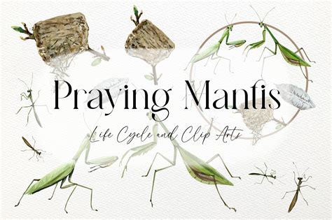 Life Cycle Of A Praying Mantis