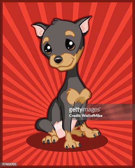 A Mini Pinscher Photos And Premium High Res Pictures Getty Images