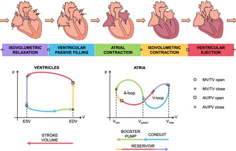 The Five Phases Of The Cardiac Cycle On The Top A Sketch Of The Download Scientific Diagram