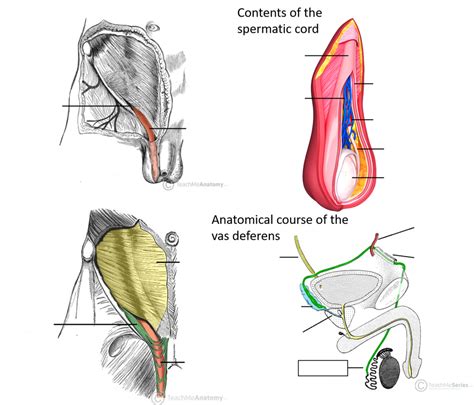 Diagram Of The Spermatic Cord Quizlet