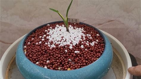 한국춘란 명명품 운무령 Youtube