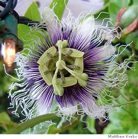 Passion Fruit Flower Wallpapers Wallpaper Cave Passion Fruit Flower Wallpapers Wallpaper Cave