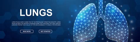 폐 다각형 수평 배너 생식 시스템 머리 승진 기치에 대 한 낮은 폴리 기호 장기 해부학 디자인 템플릿 일러스트 개념 3차원 형태에 대한 스톡 벡터 아트 및 기타 이미지