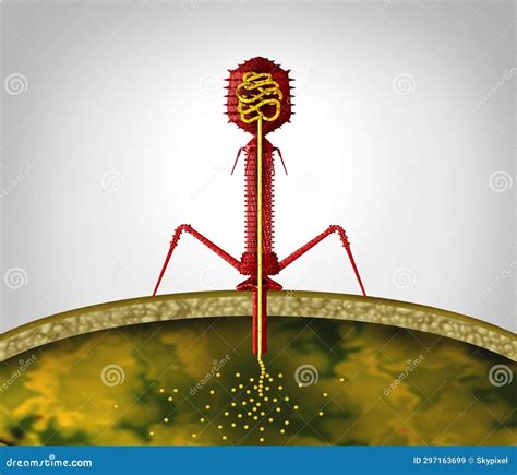 Bacteriophage Virus Cycle Stock Illustration Illustration Of Tail 297163699