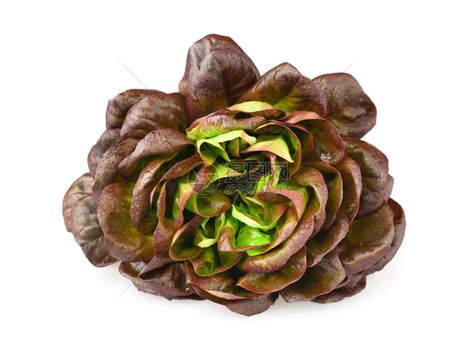 含有水滴的生菜品种橡树叶白色背景上孤立高清图片下载 正版图片506095103 摄图网