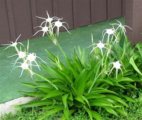 Spider Lily At Alta Vista Apts Alpine Texasalpine Texas