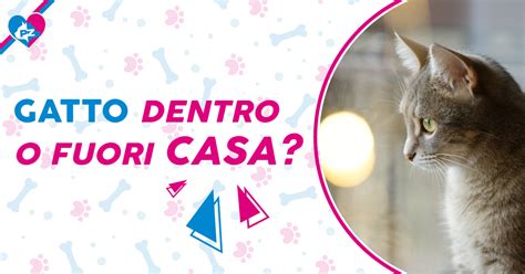 Gatto in casa o fuori casa cosa è meglio per lui Centro Veterinario Zarcone