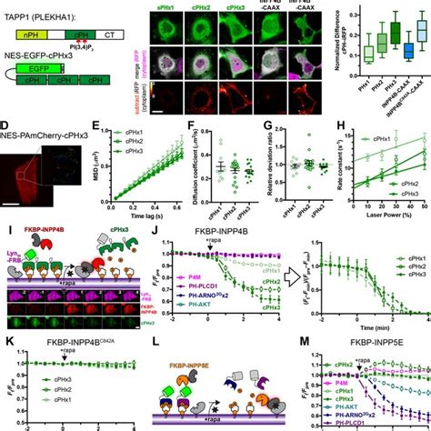 PM PI P Is Derived From PIP Synthesized Via The Class I PI K Download Scientific Diagram