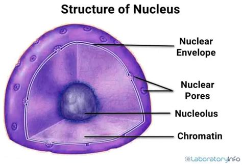 All About Nucleus Laboratoryinfo