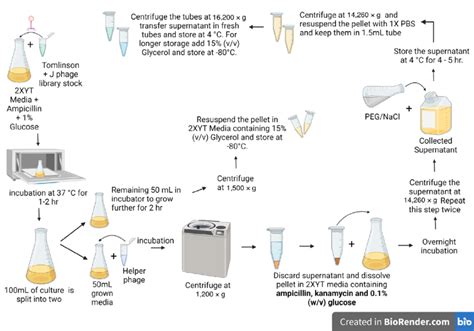 Schematic Representation Of The Steps Involved In Library Amplification