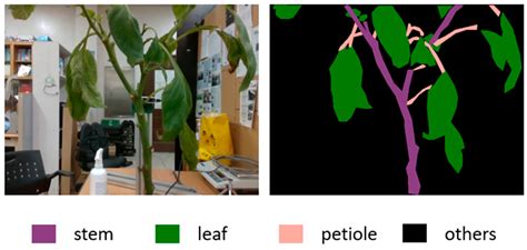 Agriengineering Free Full Text Sweet Pepper Leaf Area Estimation Using Semantic 3d Point