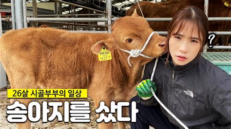 송아지를 데려온 26살 시골부부🔥 ㅣ농장거래하기💵ㅣ축산업ㅣ결혼생활ㅣ부부현실ㅣ탈모고민ㅣ웃음참기ㅣ시골라이프ㅣ시골브이로그ㅣ영농극장ㅣ나레이션ㅣ송아지ㅣ한우ㅣ시골육아 Youtube