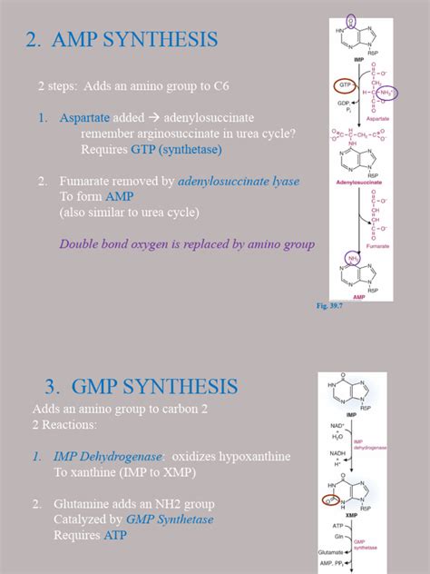 Ch 39 Pyrimidine Synthesis Pdf Nucleotides Biosynthesis