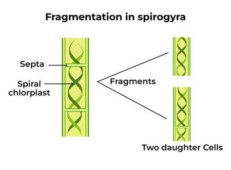 What Is Fragmentation Geeksforgeeks