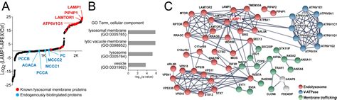 Characterization Of Neuronal Lysosome Interactome With Proximity Labeling Proteomics